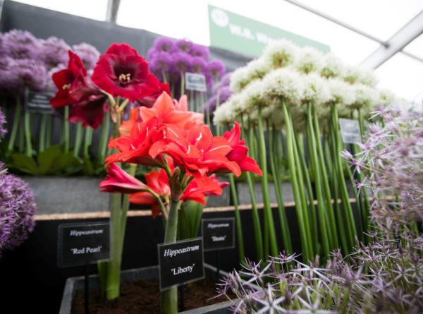 Bord Bia Bloom - Visit & Plan Your Day