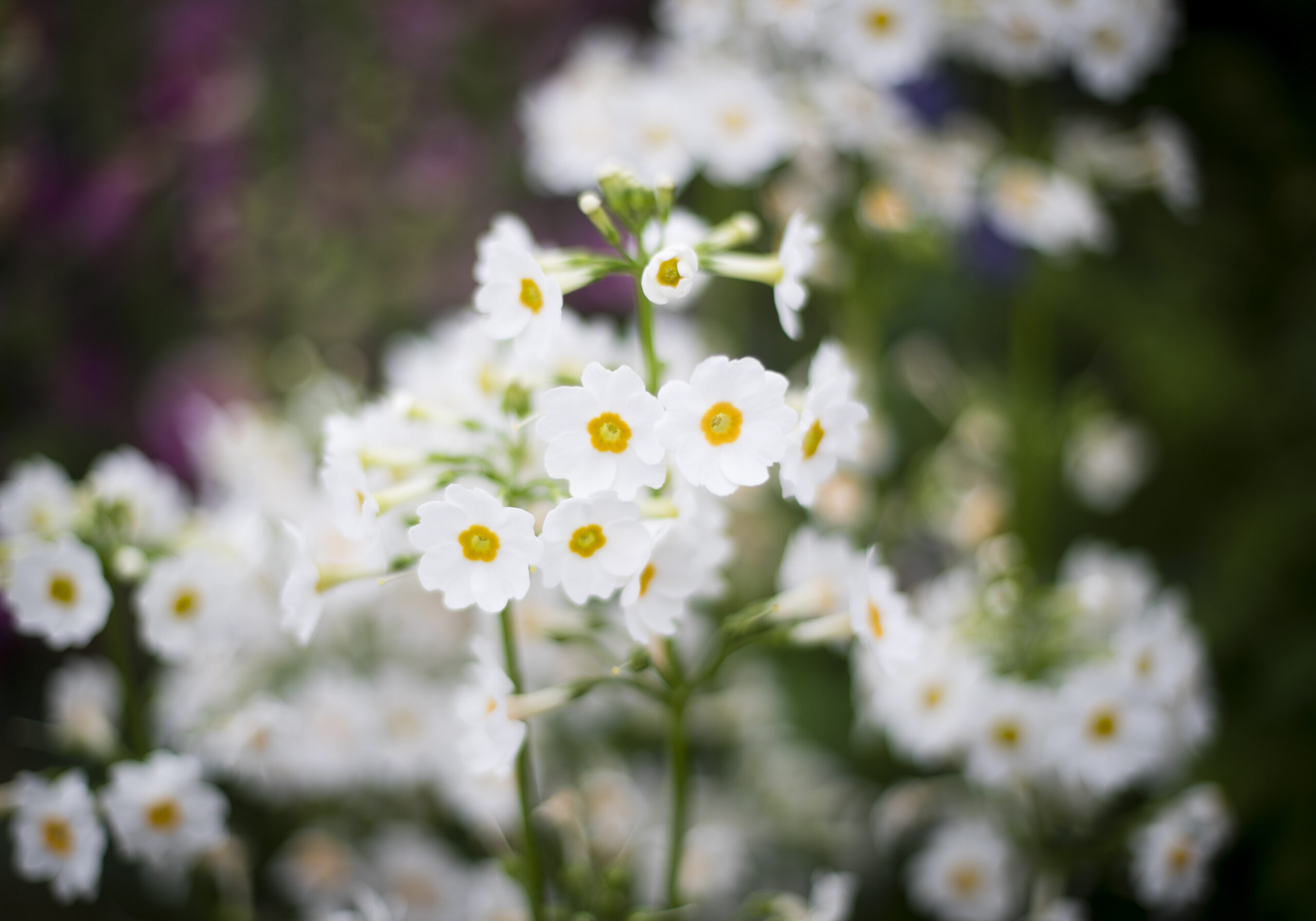 Designing your room outside - Bloom | Ireland's Largest Garden Festival ...