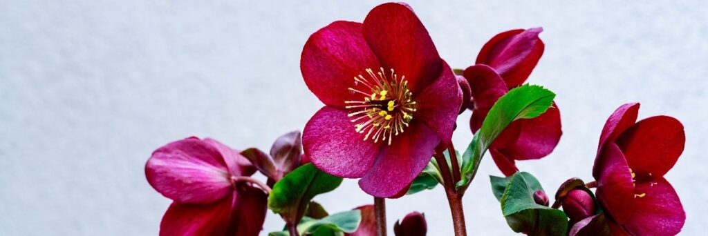 Decorating your doorstep for Christmas - Bloom | Ireland's Largest ...