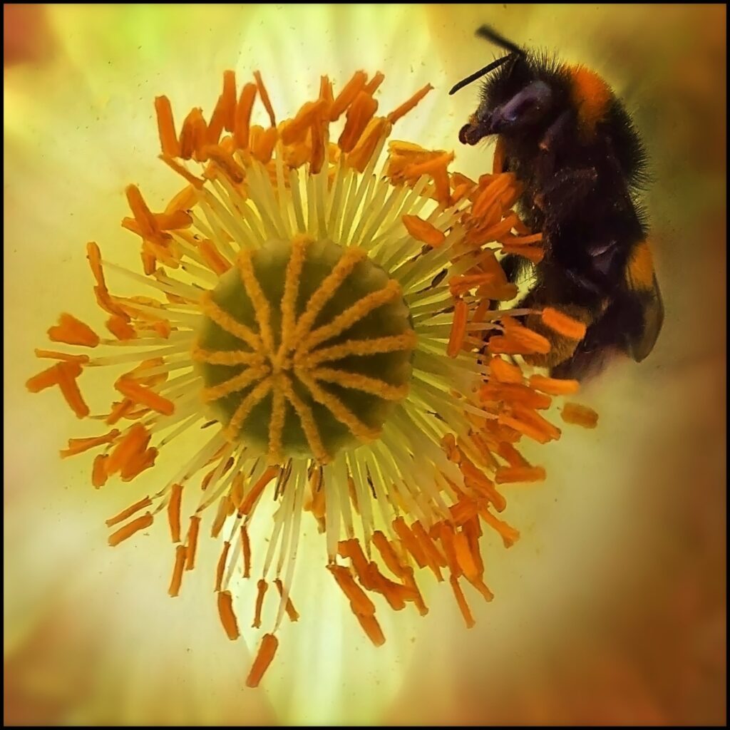 Dublin Photography Club Competition at Bloom 2023 - Bloom | Ireland's ...