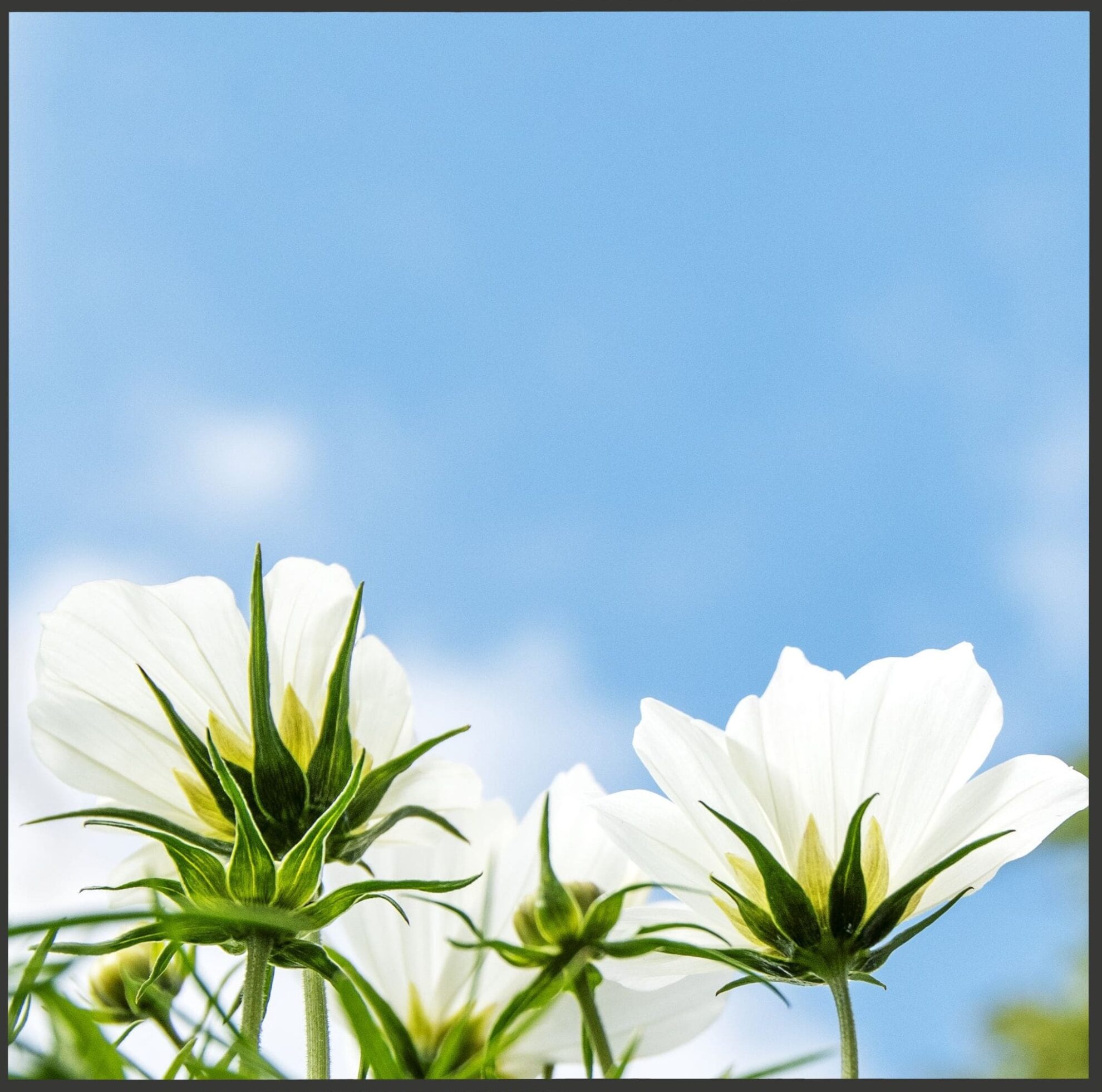 Dublin Photography Club Competition at Bloom 2023 - Bloom | Ireland's ...